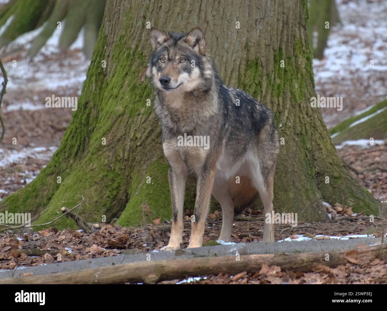 Wolf-Europaeischer Grauwolf in Deutschland in Aktion. Wolf-Grauwolf ...