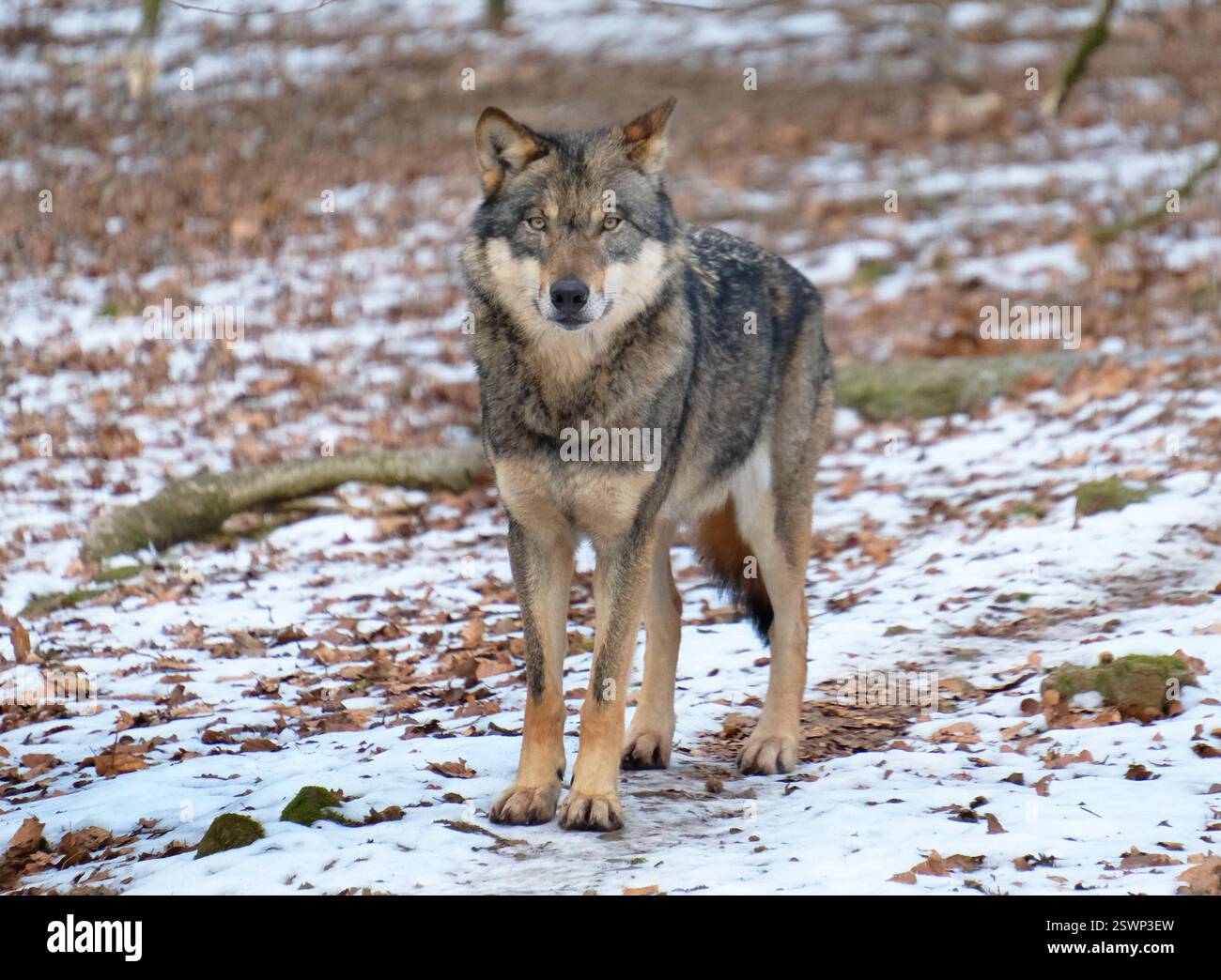 Wolf-Europaeischer Grauwolf in Deutschland in Aktion. Wolf-Grauwolf ...