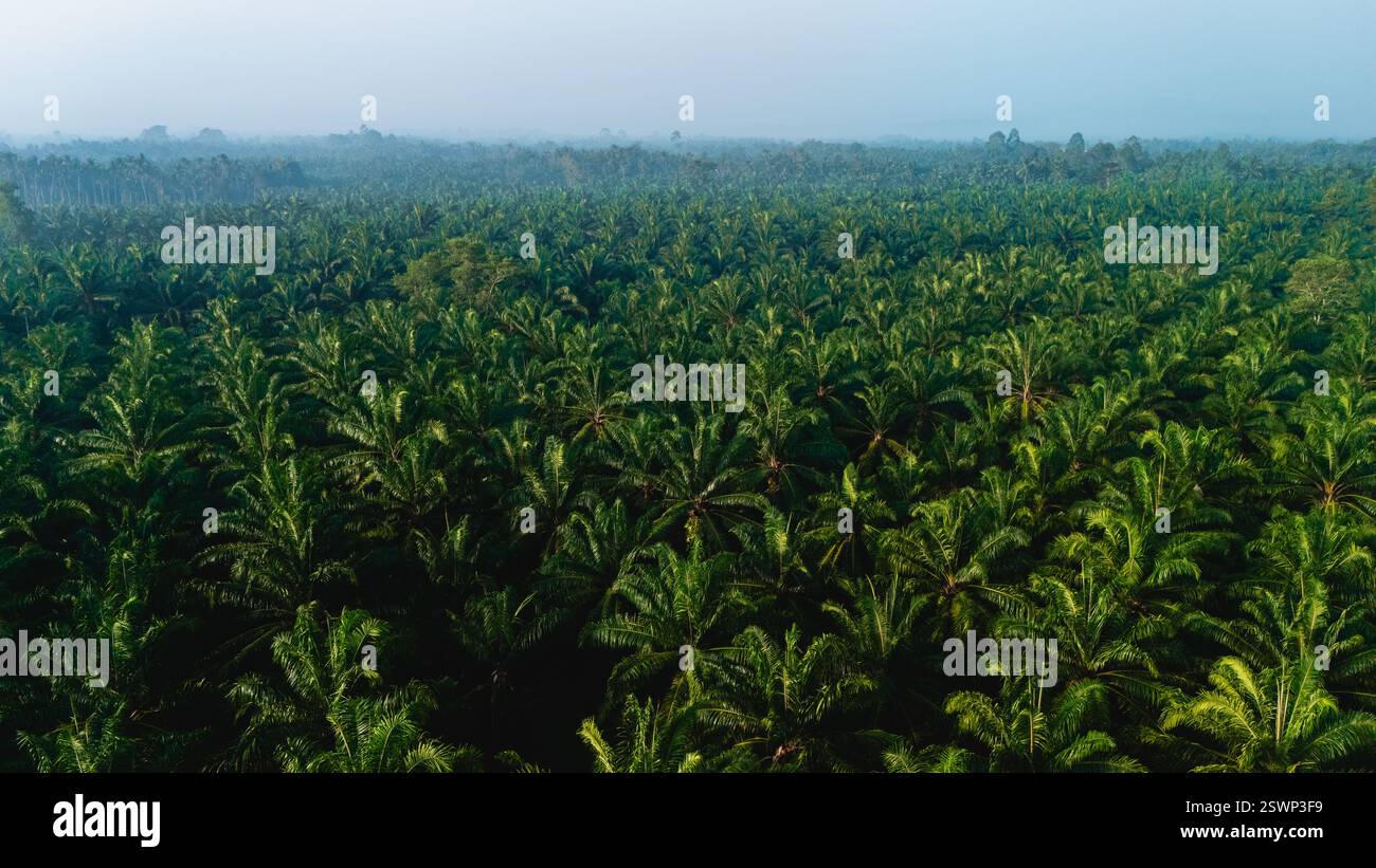 Expansive palm trees stretch endlessly across the serene landscape of ...