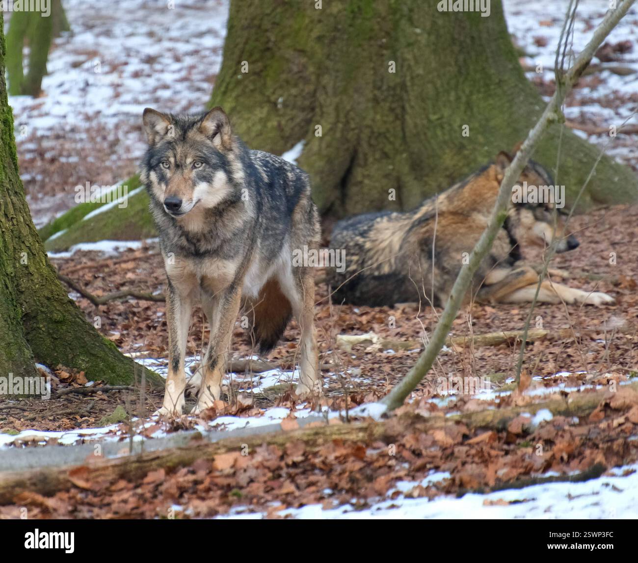 Wolf-Europaeischer Grauwolf in Deutschland in Aktion. Wolf-Grauwolf ...