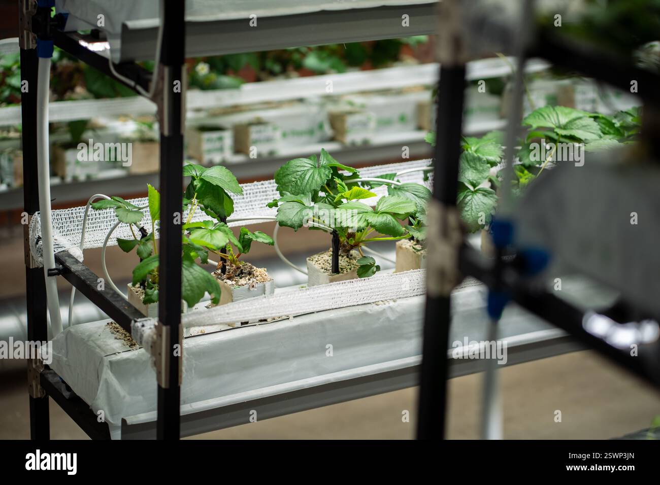 Strawberry cultivation in greenhouse. Mini-farm for growing Fragaria ...