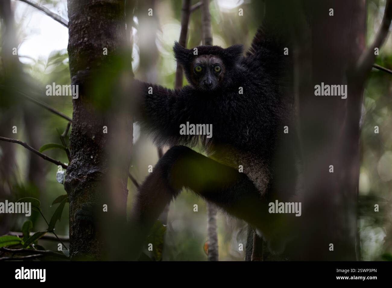 Wildlife Madagascar, babakoto, Indri indri, monkey, wide angle lens ...