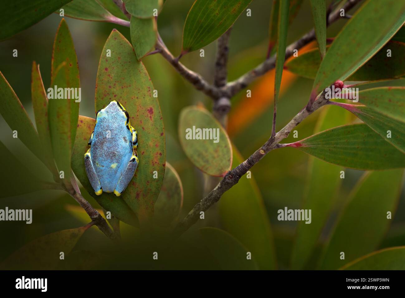 Blue-back reed frog, Heterixalus madagascariensis, amphibian sitting on ...