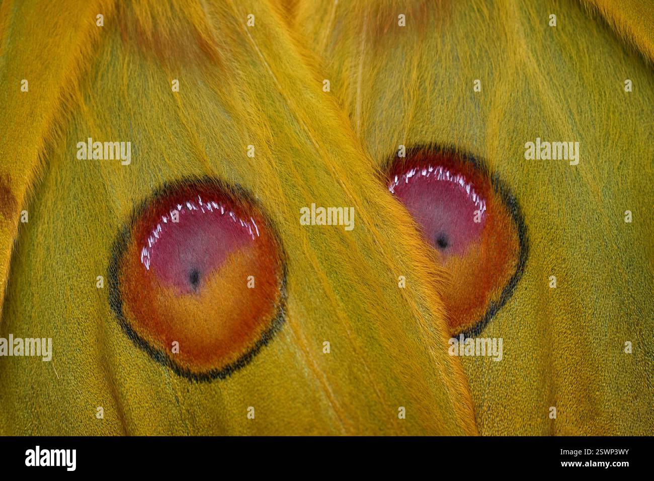 Close-up macro detail of yellow butterfly wing with orange eye. Comet ...