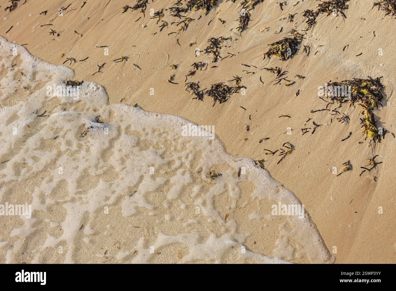 Soft wave washing over golden sand mixed with seaweed on a beach in ...