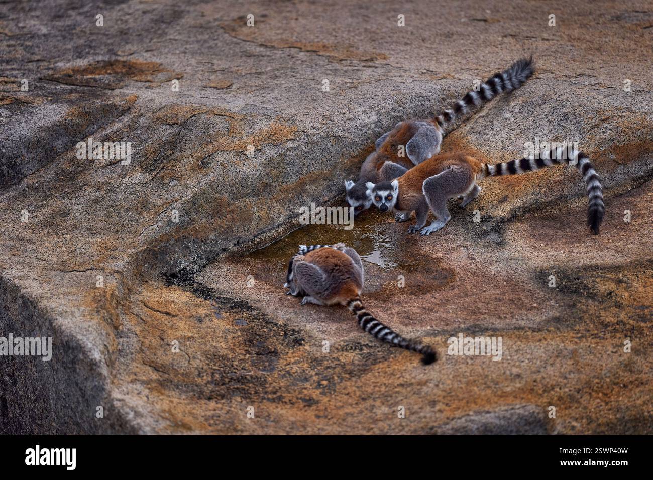 Madagascar wildlife. Monkey family, young cub. Madagascar wildlife ...