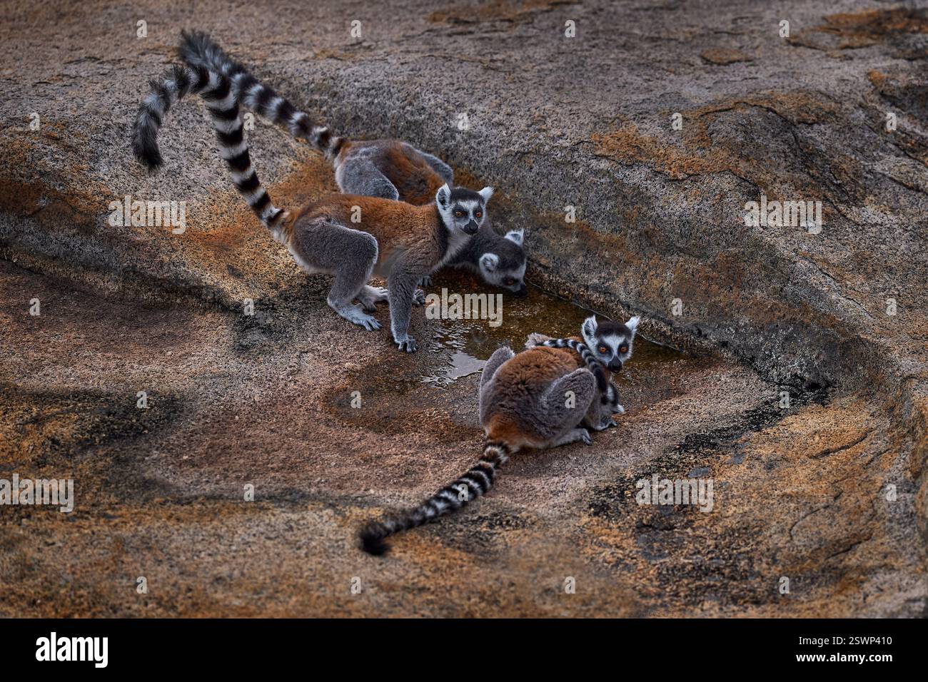 Madagascar wildlife. Monkey family drink water stone. Madagascar ...