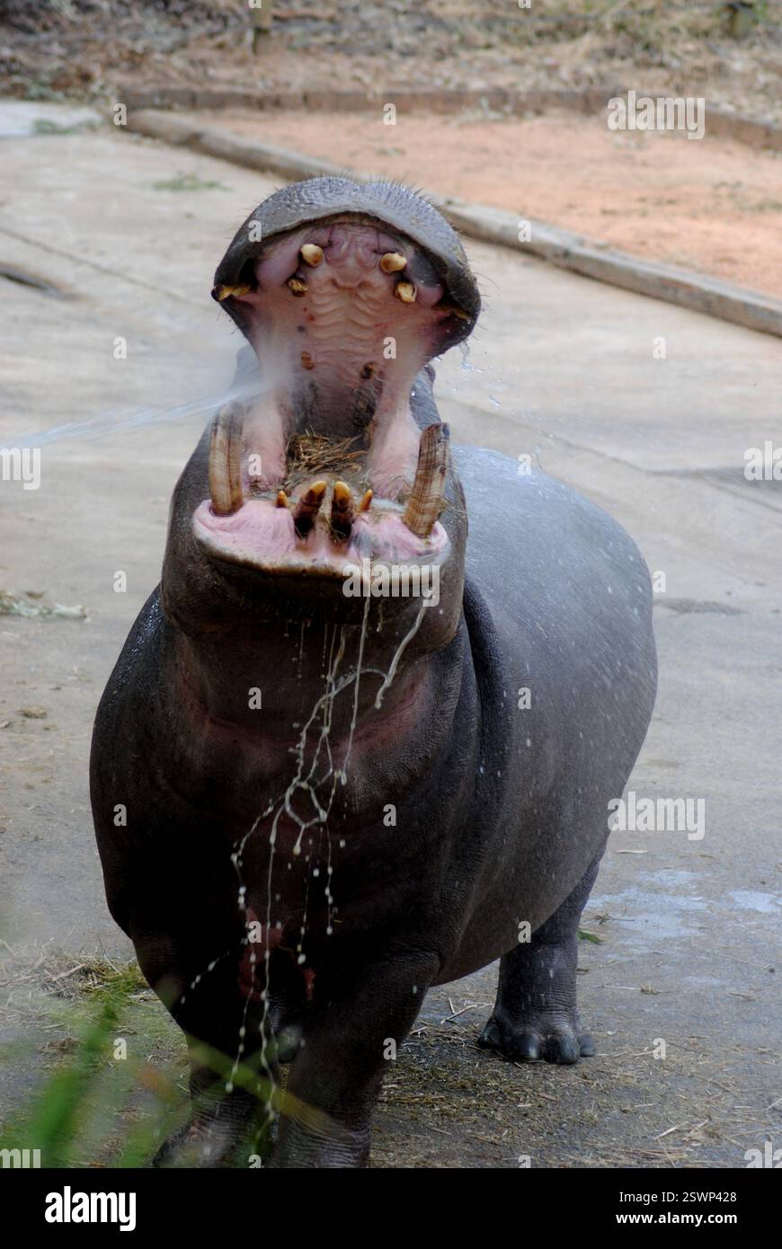 hippo at the zoo Stock Photo - Alamy