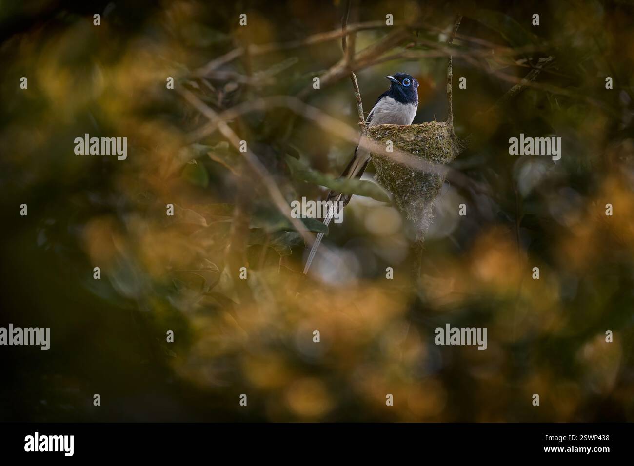 Bird in nest. White form Malagasy paradise flycatcher, Terpsiphone ...