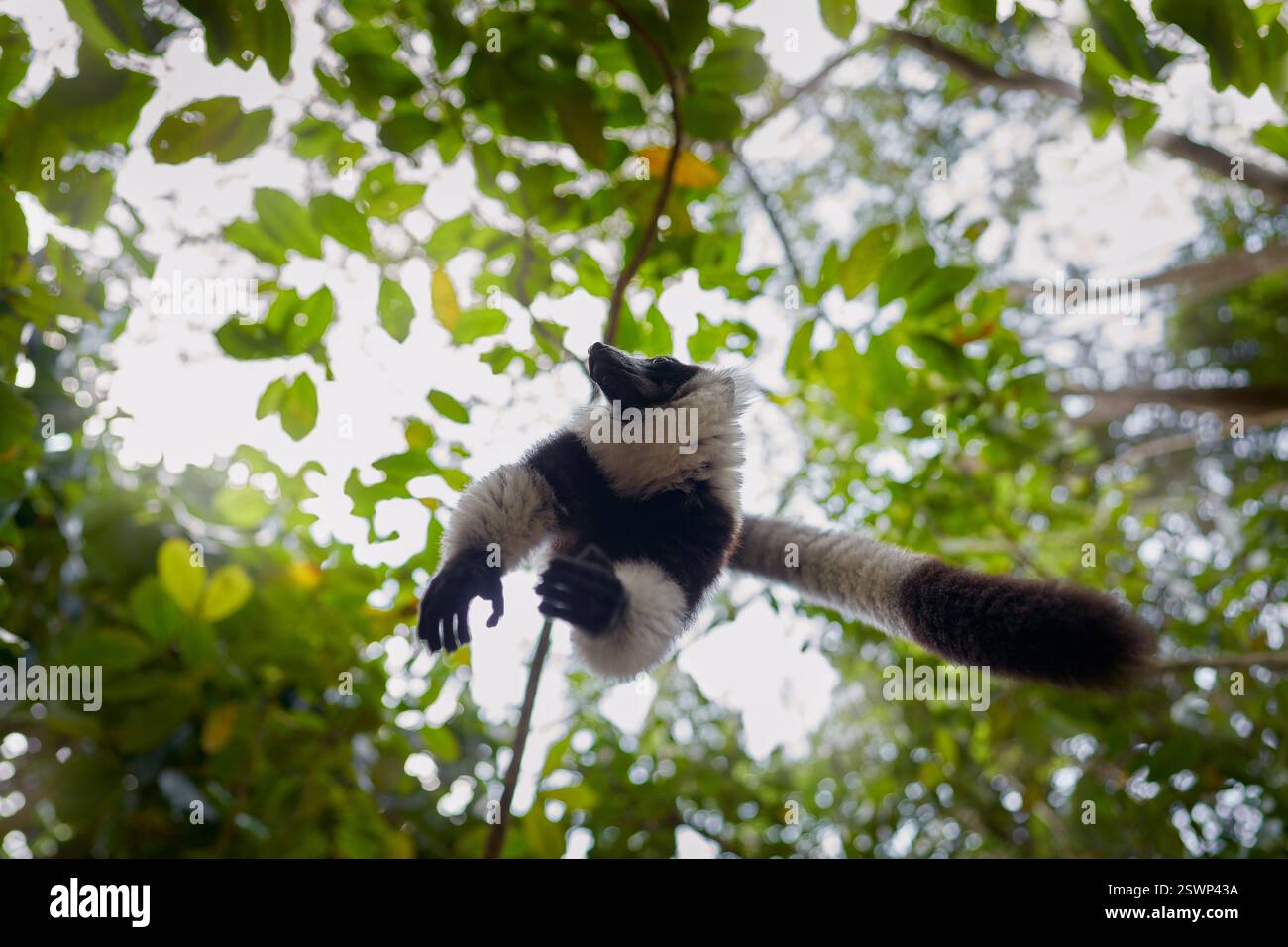 Black and white ruffed lemur, Varecia variegata, endangered species ...