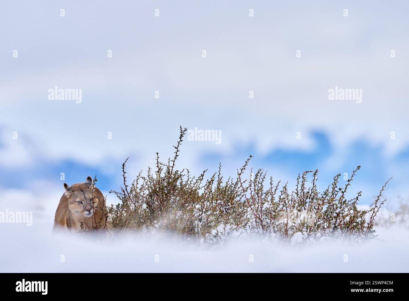 Wild big cat Cougar, Puma concolor, hidden portrait of dangerous animal ...
