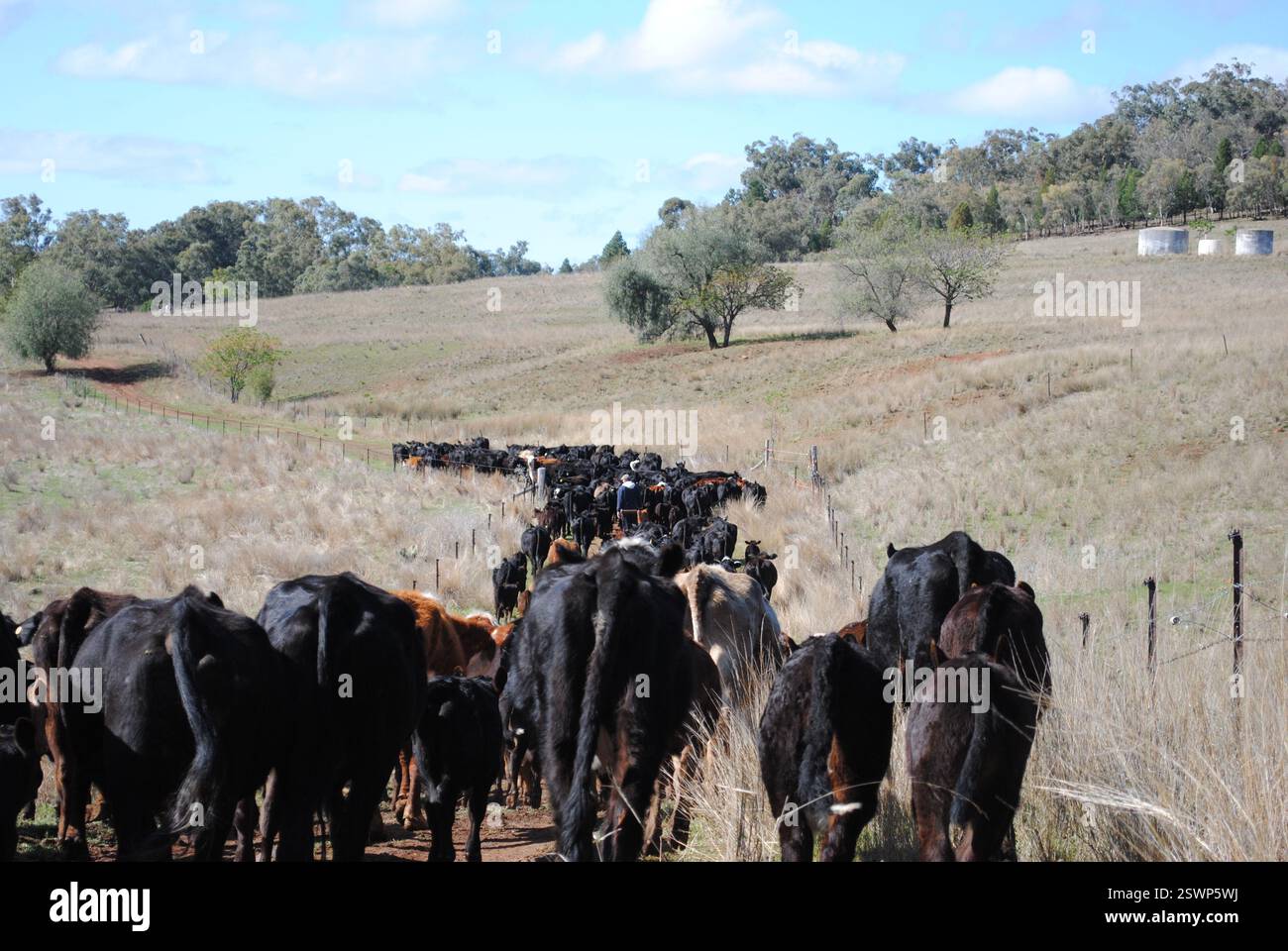 Brahman cattle herd livestock hi-res stock photography and images - Alamy