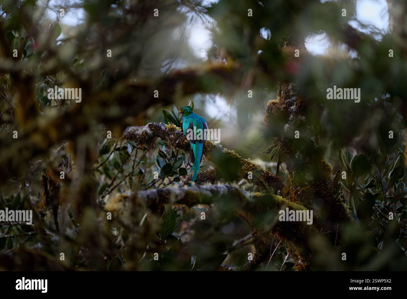 Quetzal in dark tropic forest, Pharomachrus mocinno, from nature Costa ...