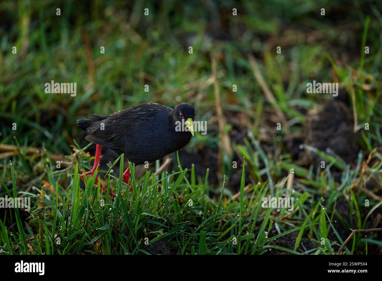 Black crake, Zapornia flavirostra, waterbird in rail and crake family ...