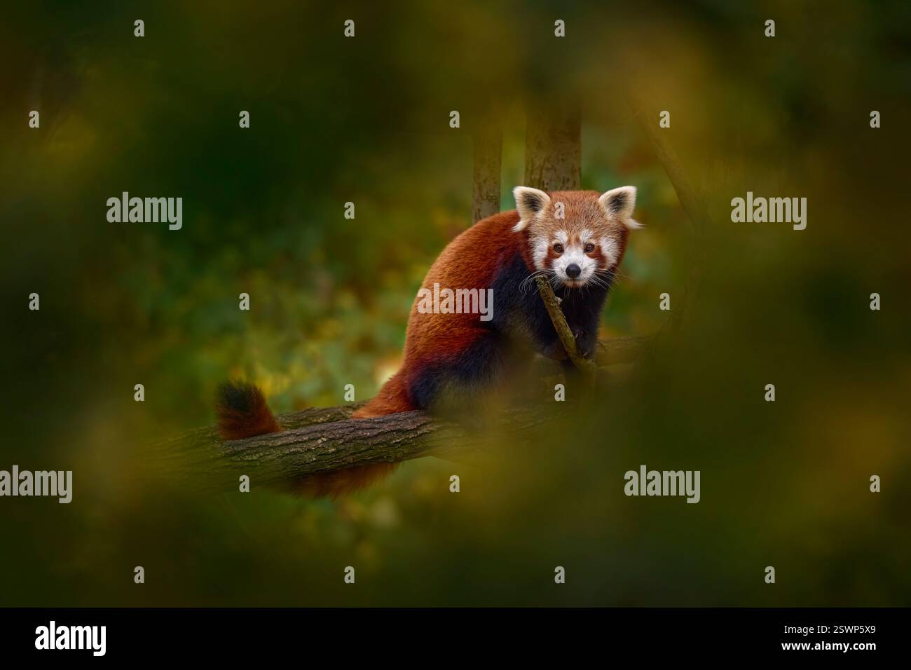 Red panda, autumn in Nepal. Beautiful Red panda lying on the tree with ...