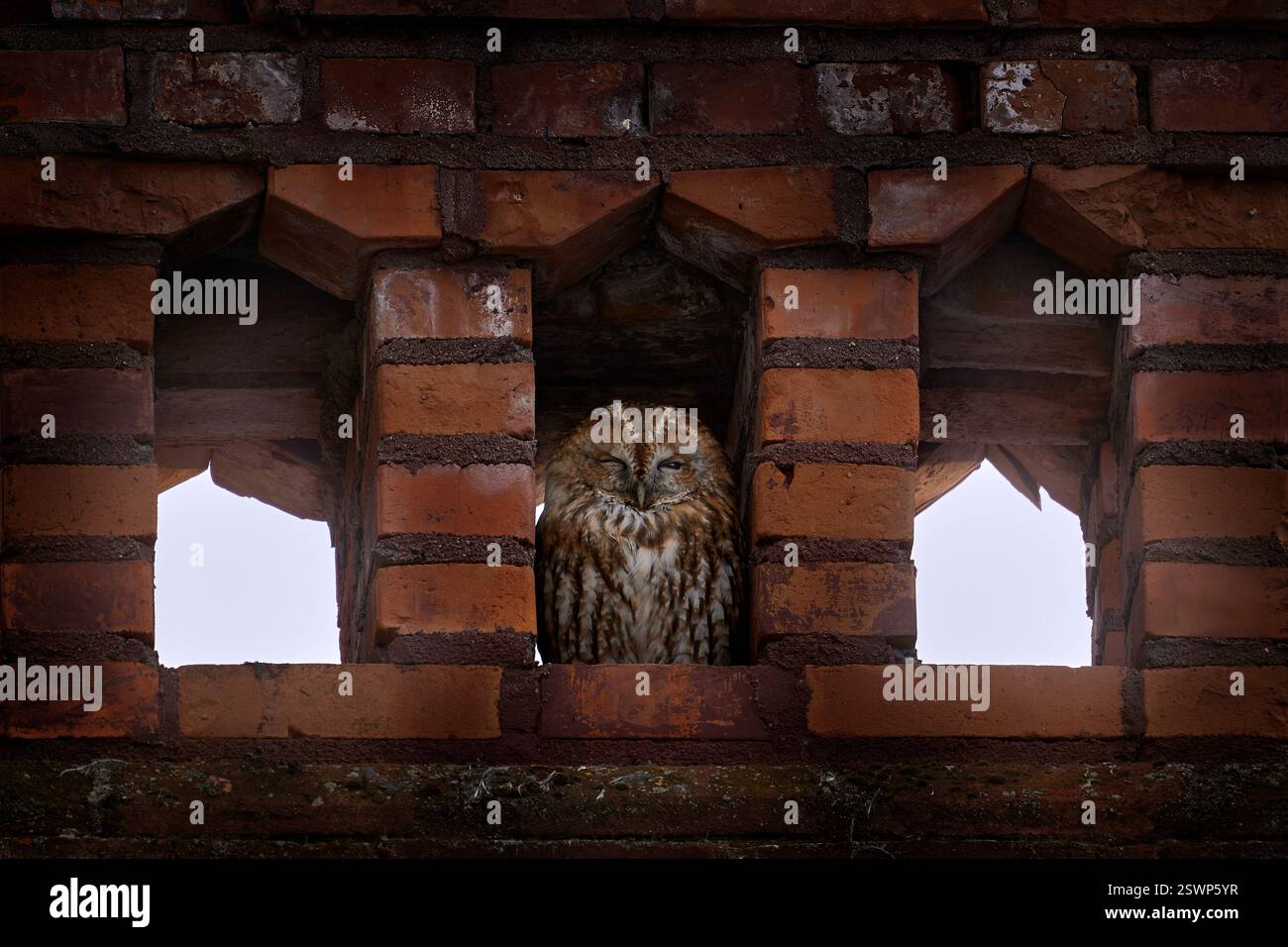 Owl - urban wildlife. Tawny Owls, Strix aluco, sitting in the orange ...