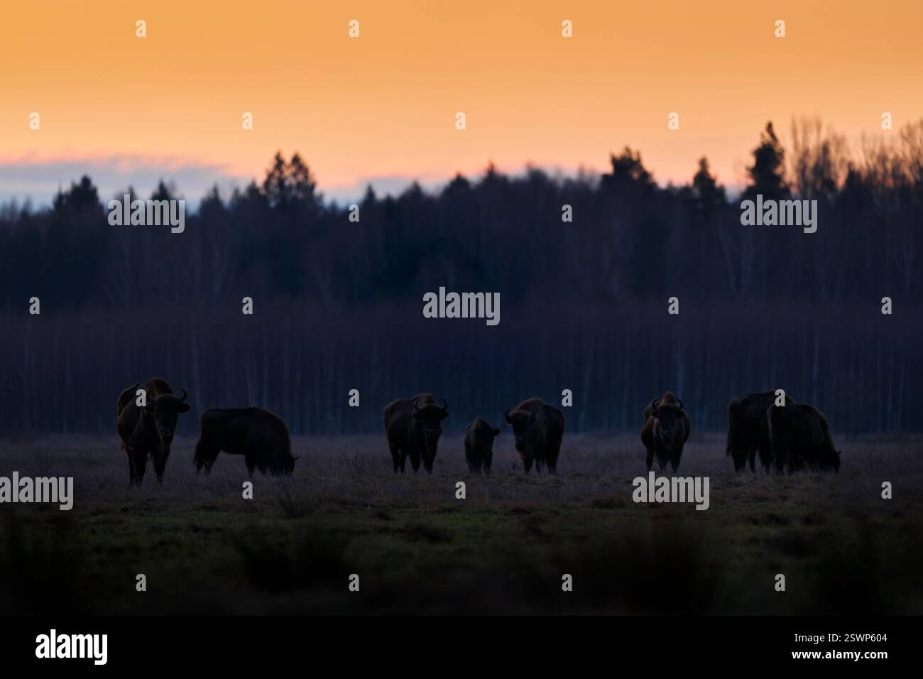 Poland snow winter sunset wildlife. Europhean Bison, Bison bonasus, big ...