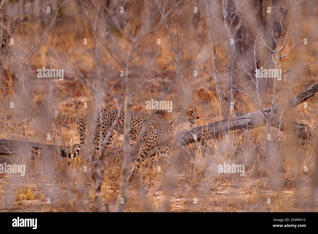 Cheetah hidden in the bush. Dry season in the nature, Chobe NB in ...