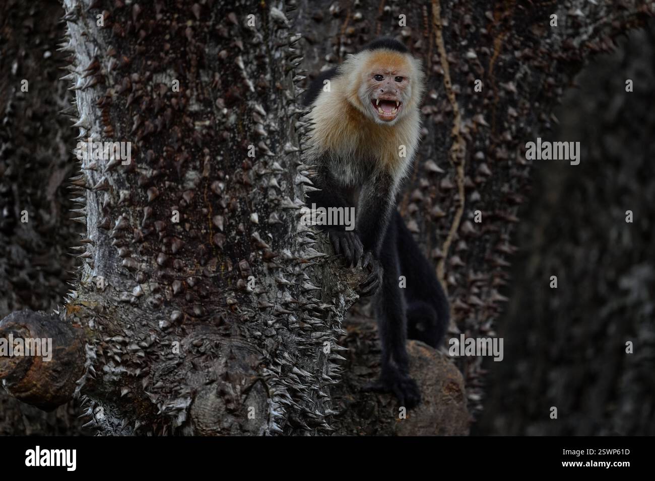 Monkey on thorny prickly tree trunk. Costa Rica nature. White-headed Capuchin, black monkey ...