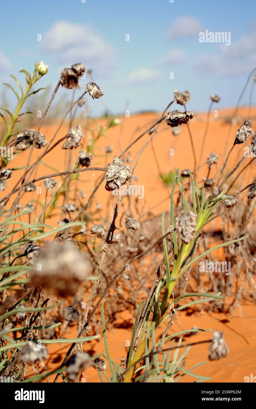 desert in outback Australia Stock Photo - Alamy