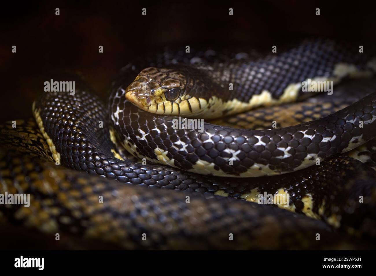 Madagascar giant hognose snake, Leioheterodon madagascariensis, dark ...