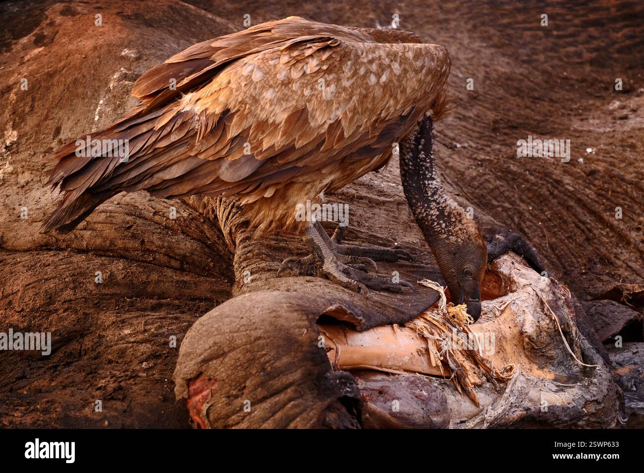 Vulture on elephant carcassin the river. Bird behaviour in Chobe River ...