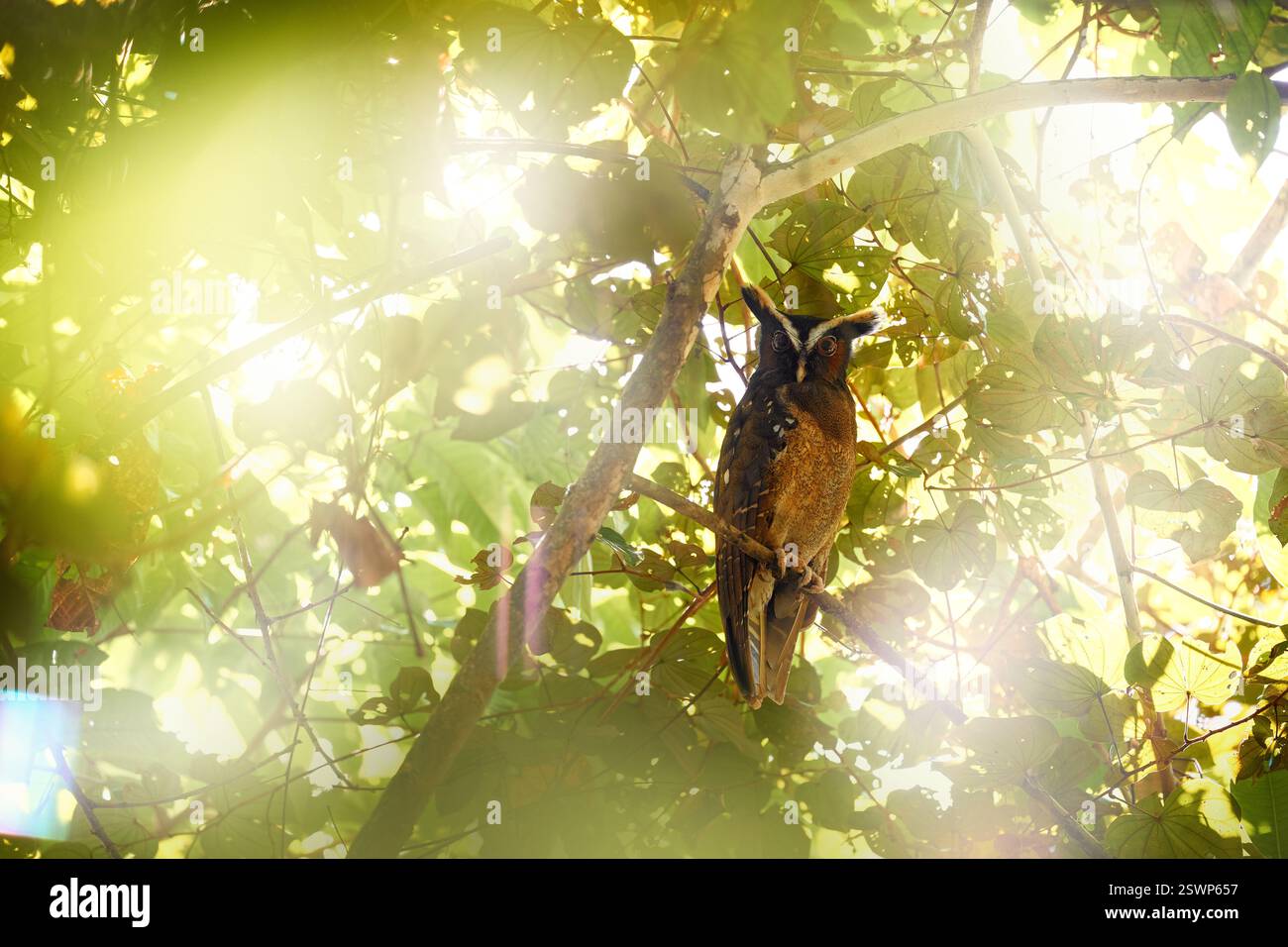 Owl, sun light in the forest. Crested Owl, Lophostrix cristata, big ...