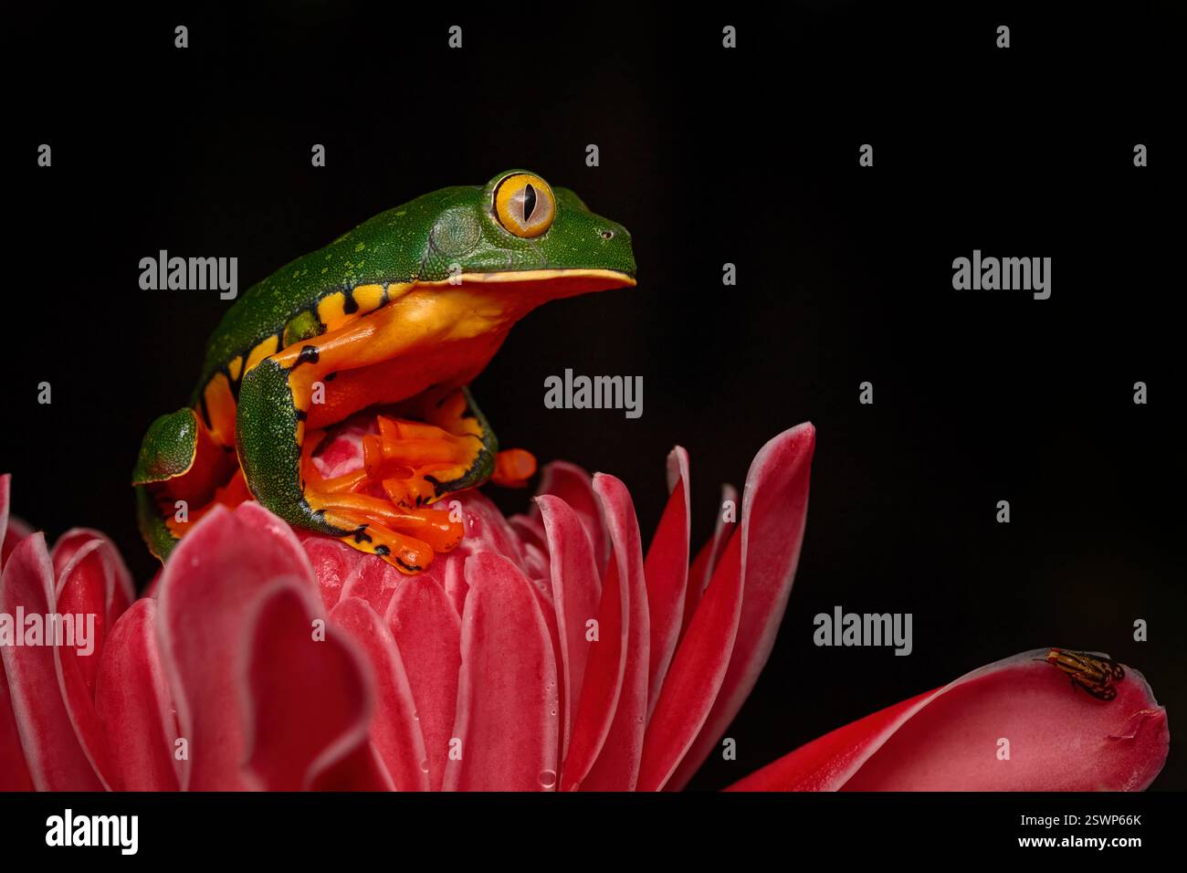 Golden-eyed leaf frog, Cruziohyla calcarifer, green yellow frog sitting ...