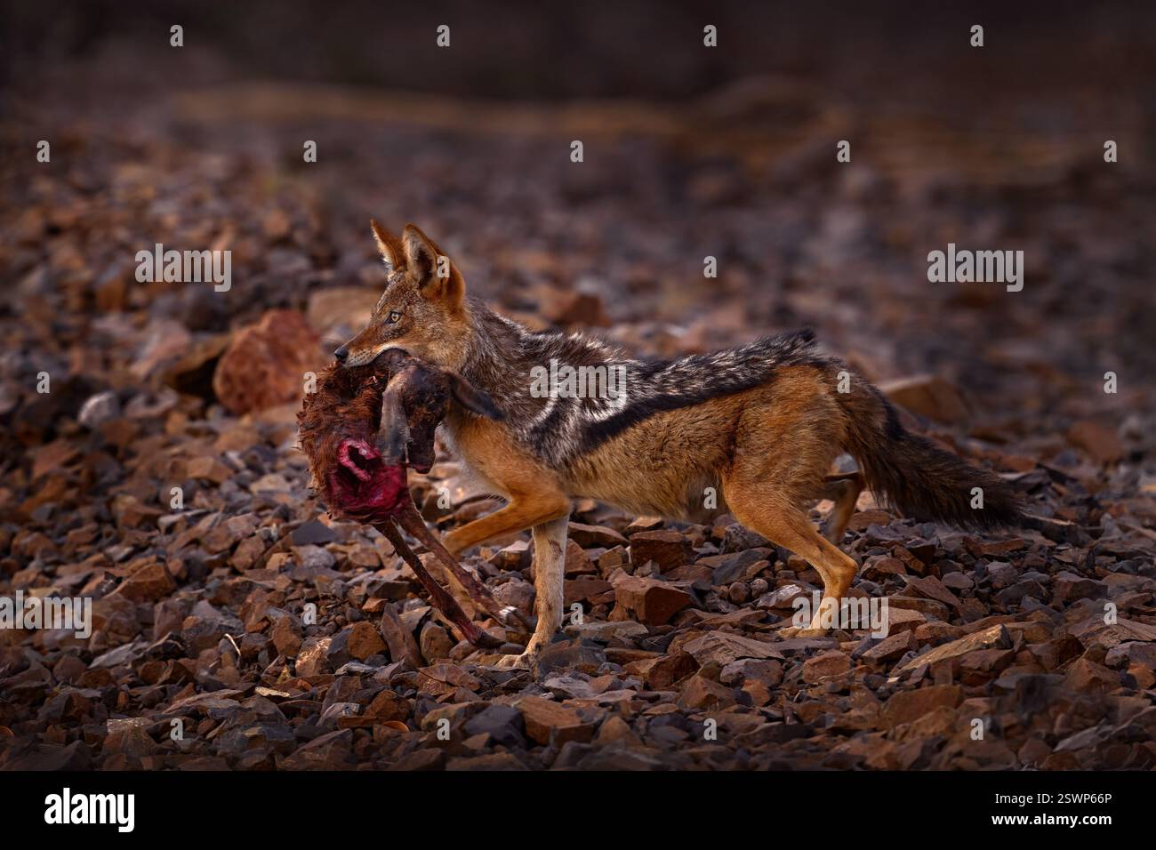 Fresh dead antelope cub in jackal muzzle, animal behaviour in Africa ...
