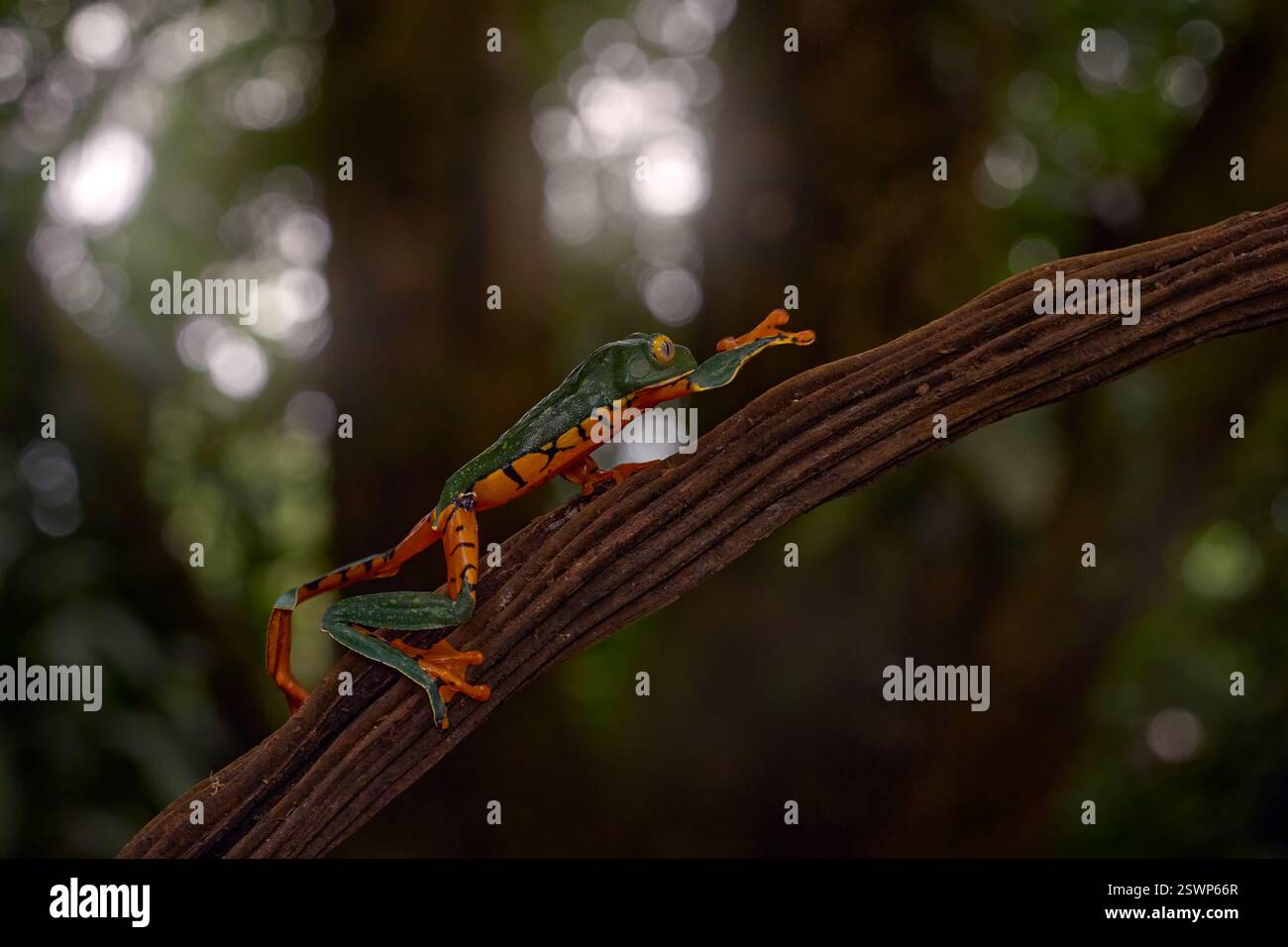Frog walk in the tropic tree. Golden-eyed leaf frog, Cruziohyla ...