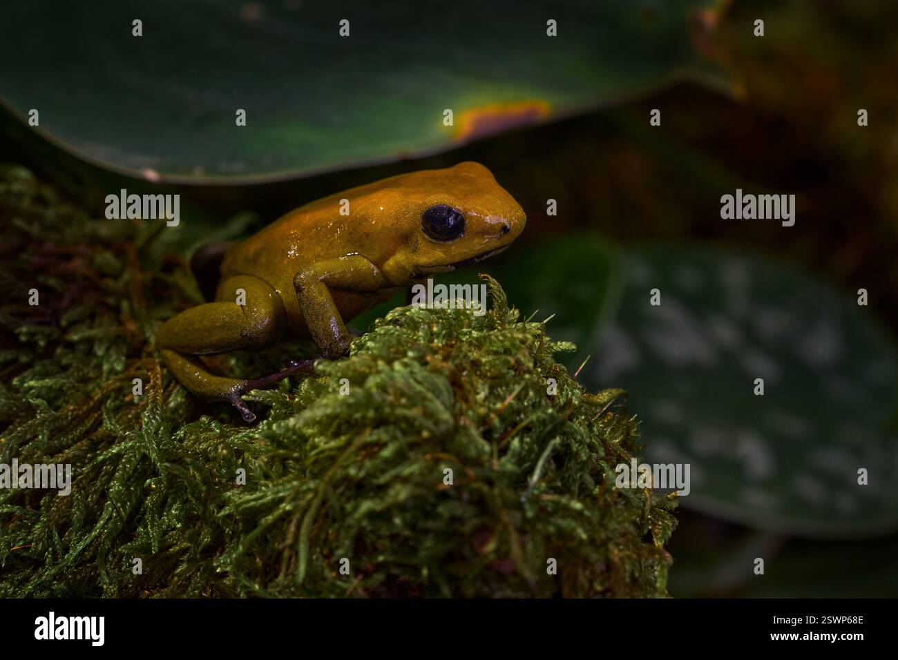 Phyllobates bicolor, black-legged poison dart frog, lowland rainforest ...