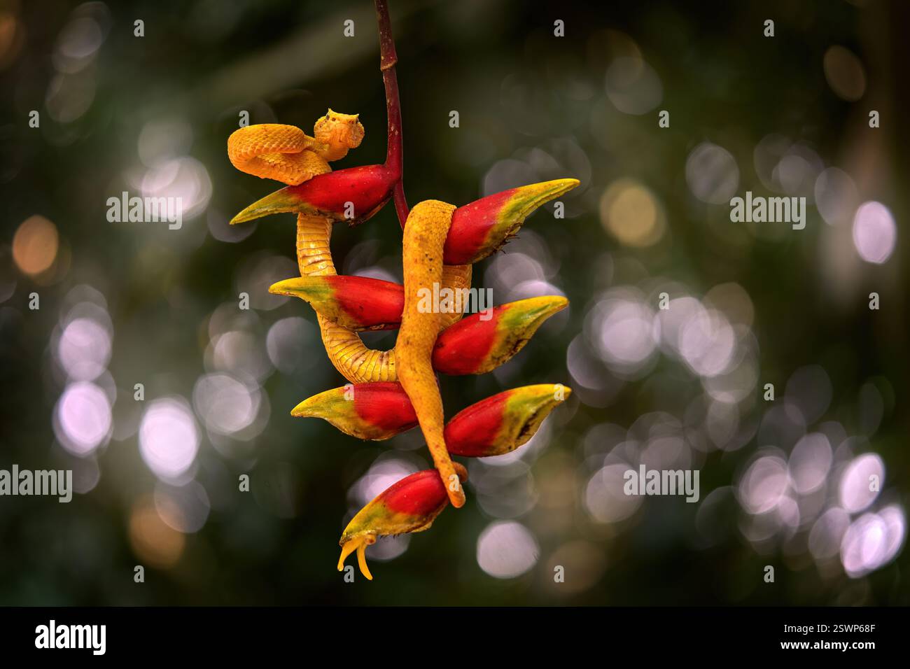 Snake from Panama. Bothriechis schlegeli, Yellow Eyelash Palm Pitviper ...