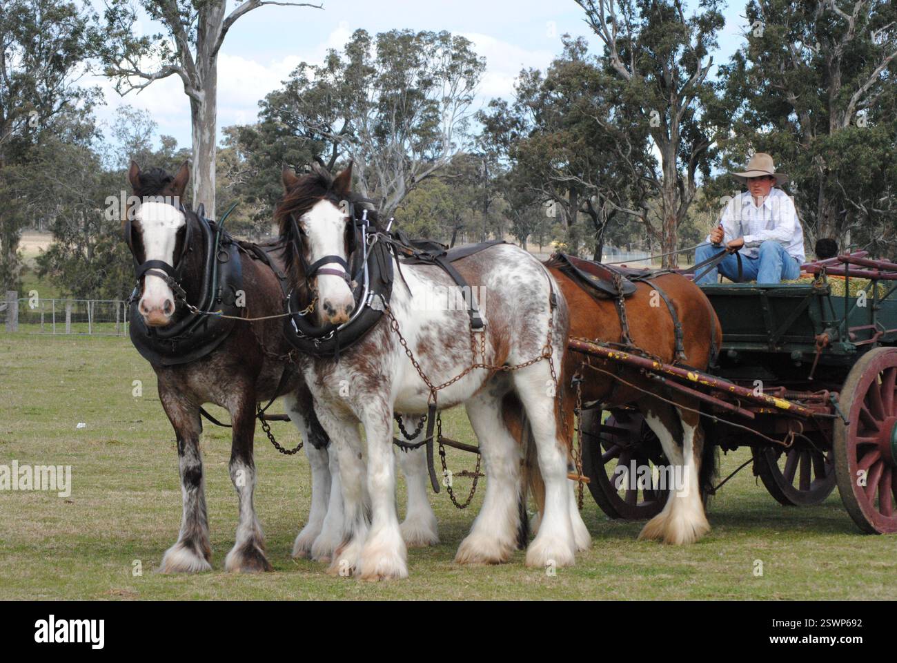 draft horses pulling a carriage Stock Photo - Alamy