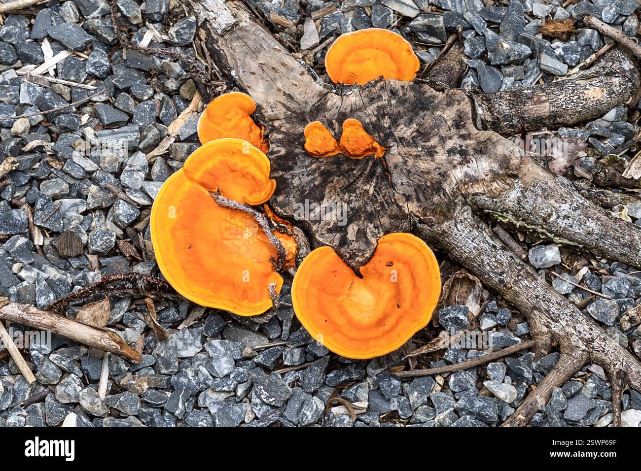 Blood-red Bracket aka Cinnabar polypore, Fungi, Estrele do Formoso ...