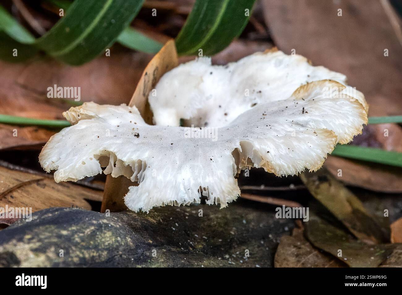 Tropical White Polypore, Honeycomb sp., Favolus brasiliensis, Fungi ...