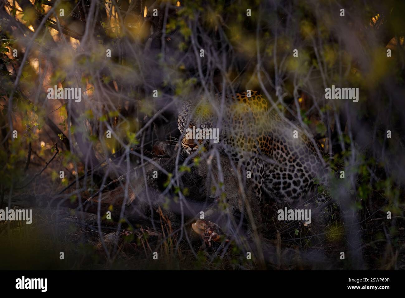 Wild cat in the nature, lying under the tree, hidden feeding in sunset ...