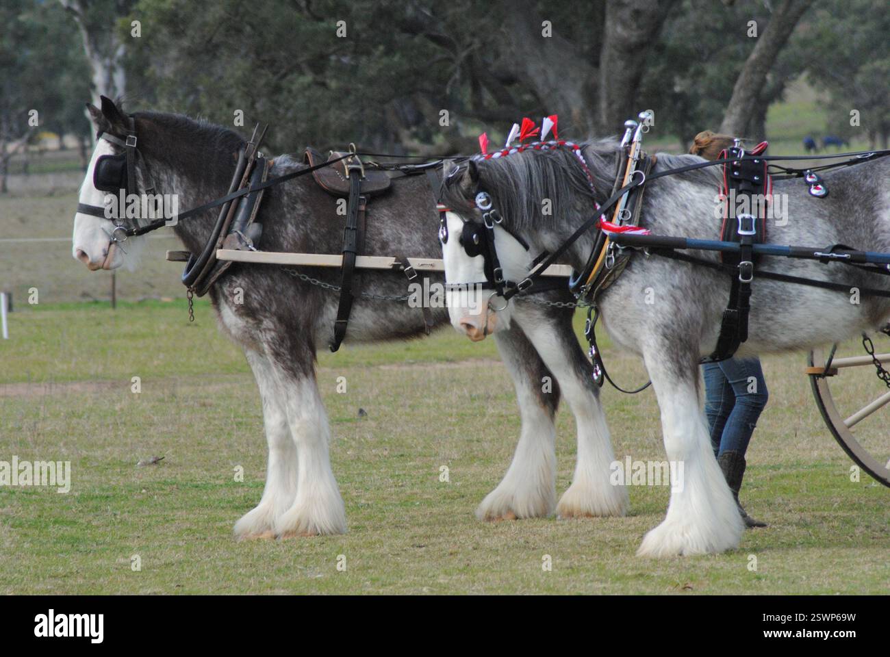 draft horses pulling a carriage Stock Photo - Alamy