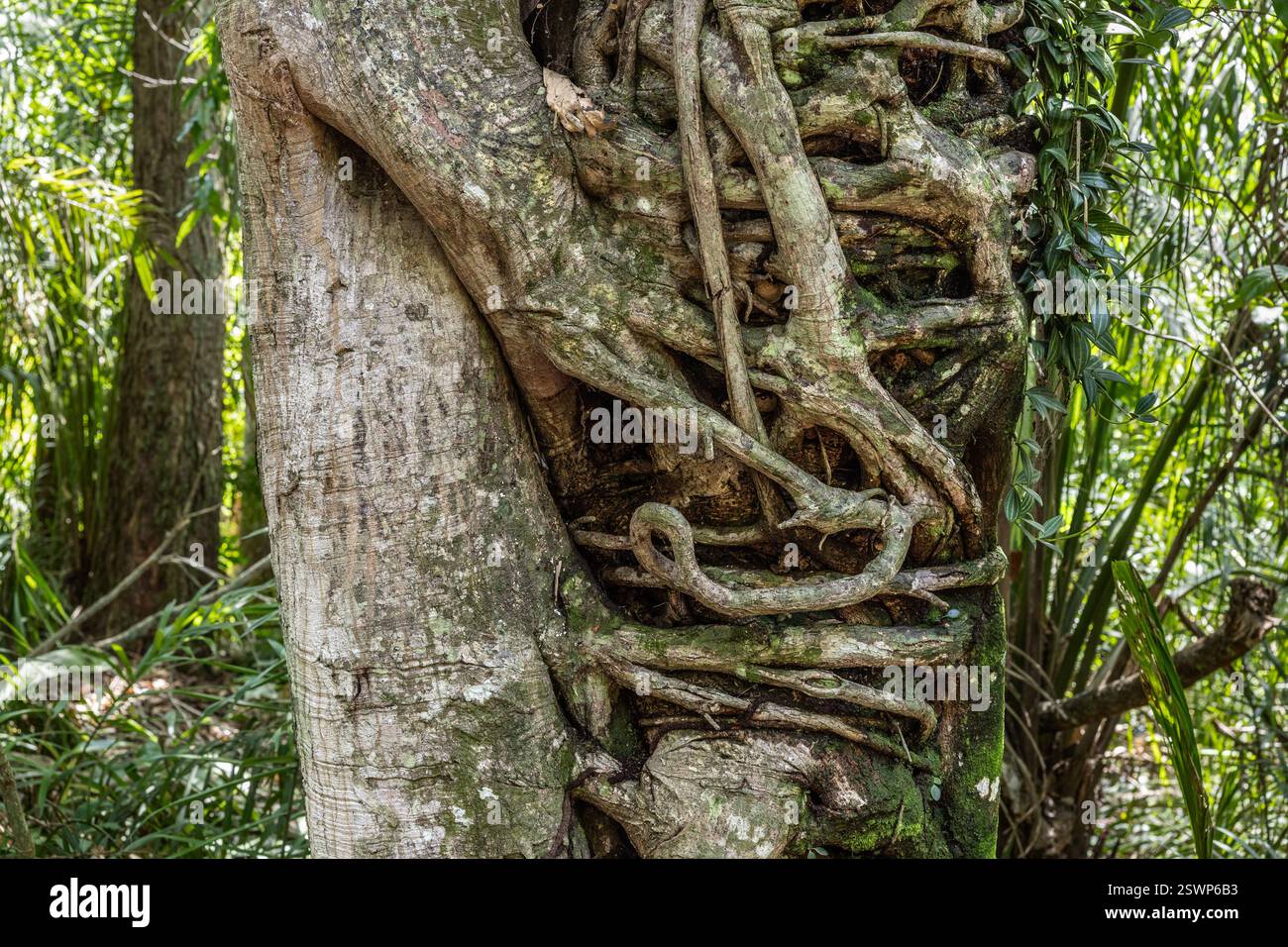 Strangler fig, Ficus citrifolia, Boca da Onca waterfalls, Saloba river ...