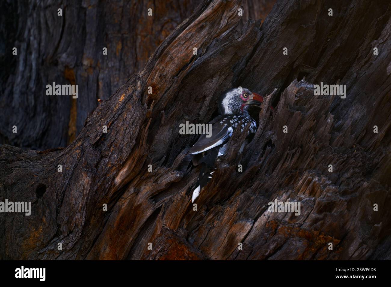 Hornbill tree nest. Southern Yellow-billed Hornbill, Tockus leucomelas ...