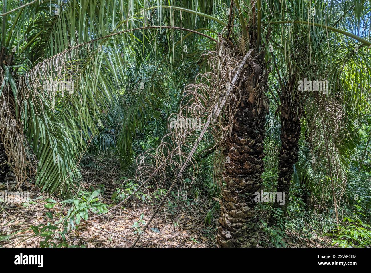 Forest, Boca da Onca waterfalls, Saloba river canyon, Mato Grosso do ...