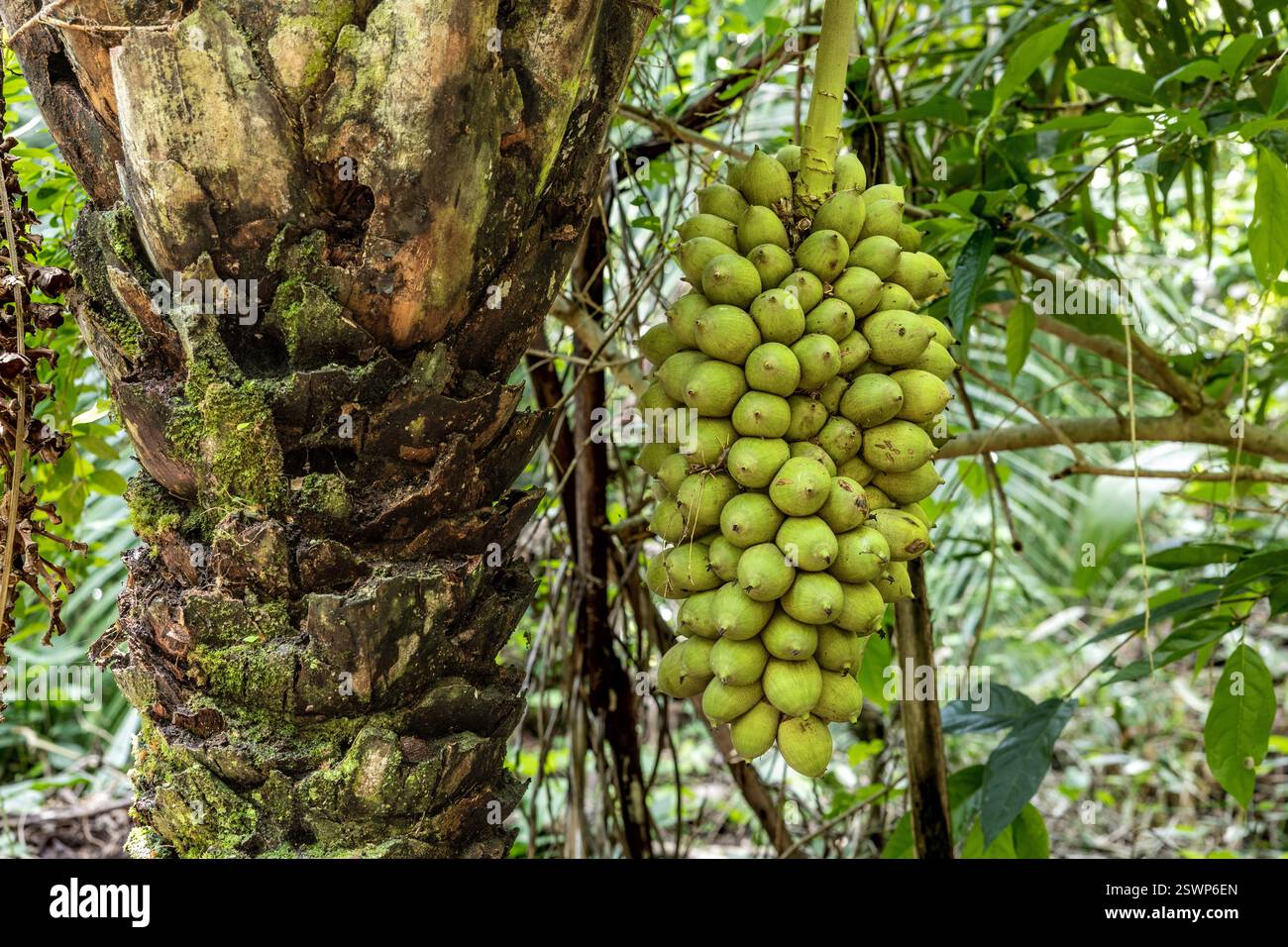 Palm tree + fruit, Boca da Onca waterfalls, Saloba river canyon, Mato ...