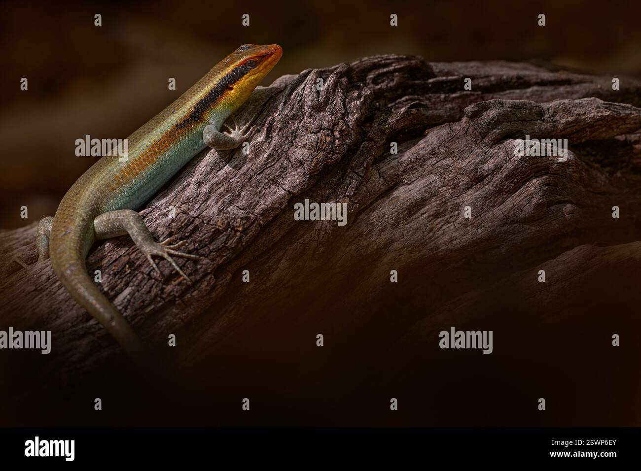 Trachylepis wahlbergii, Wahlberg's striped skink, Khwai river, Moremi ...