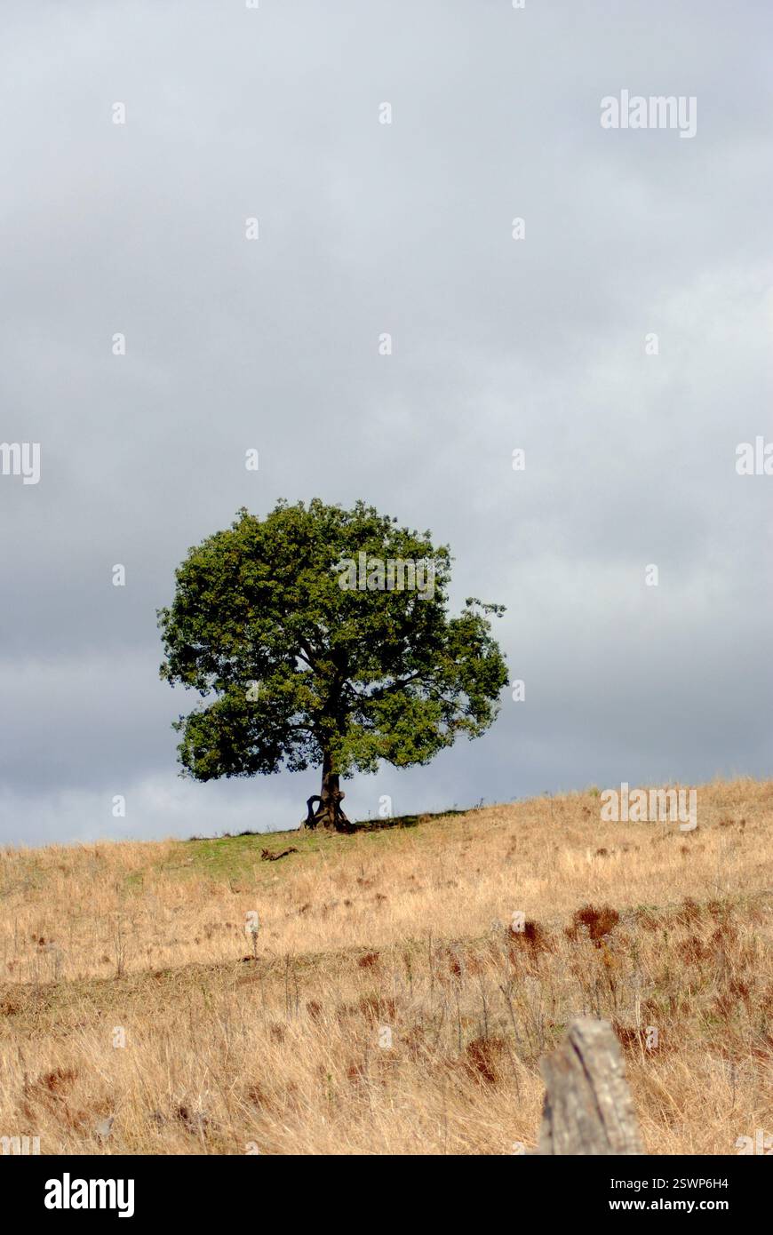 Single tree on top of a hill hi-res stock photography and images - Alamy