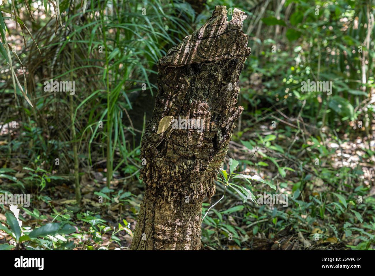 Sunlight on dead palm stump, Boca da Onca waterfalls, Saloba river ...