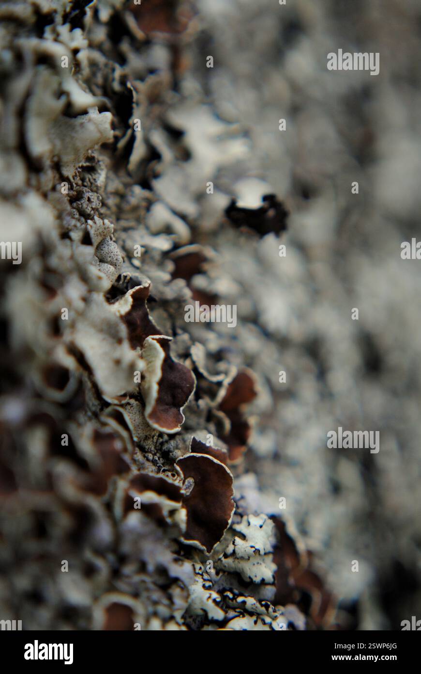 Lichen planus skin disease color hi-res stock photography and images ...
