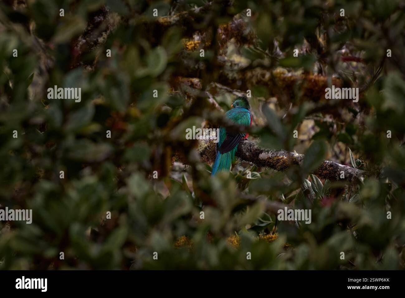 Quetzal in dark tropic forest, Pharomachrus mocinno, from nature Costa ...
