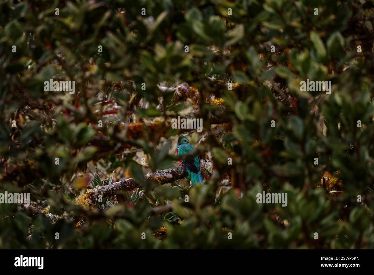 Quetzal in dark tropic forest, Pharomachrus mocinno, from nature Costa ...
