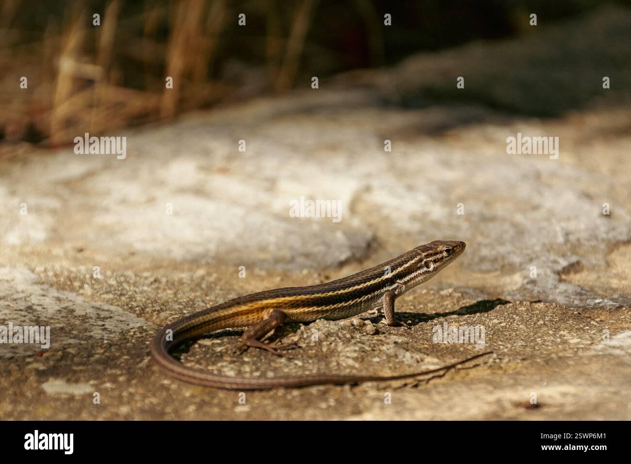 A lizard standing on a rock with its body striped with brown, yellow ...
