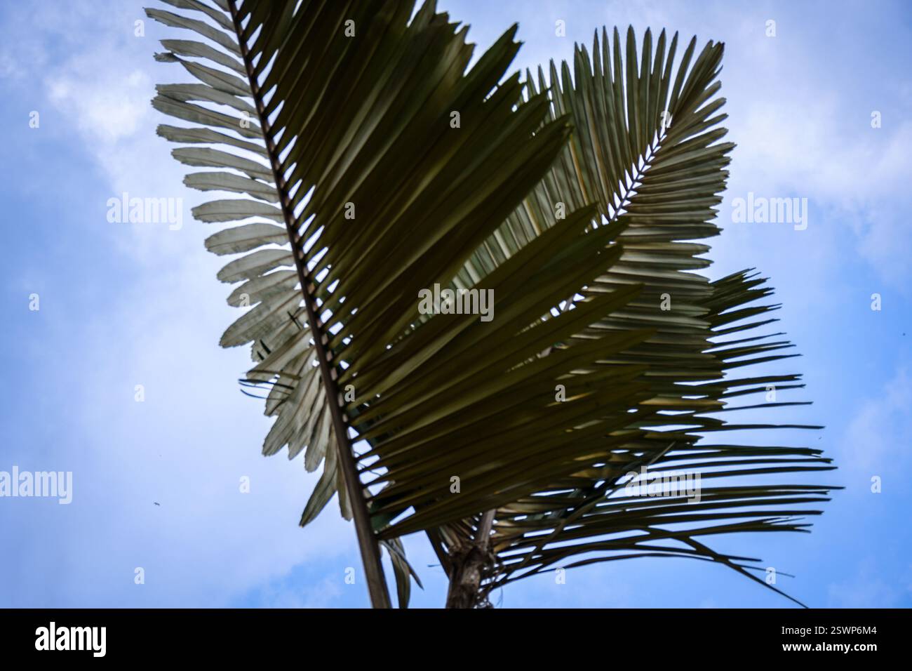 Arenga pinnata commonly known as Sugar Palm Stock Photo - Alamy
