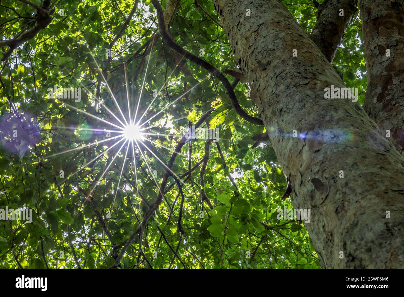 Sun through canopy, Boca da Onca waterfalls, Saloba river canyon, Mato ...